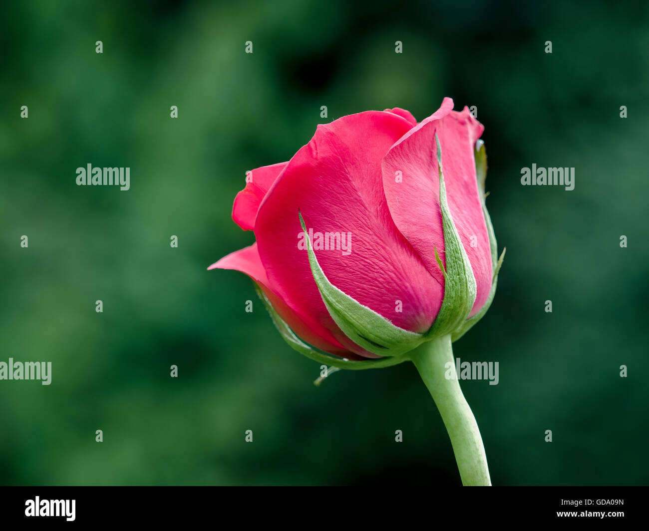 Hybrid t rose hi-res stock photography and images - Alamy