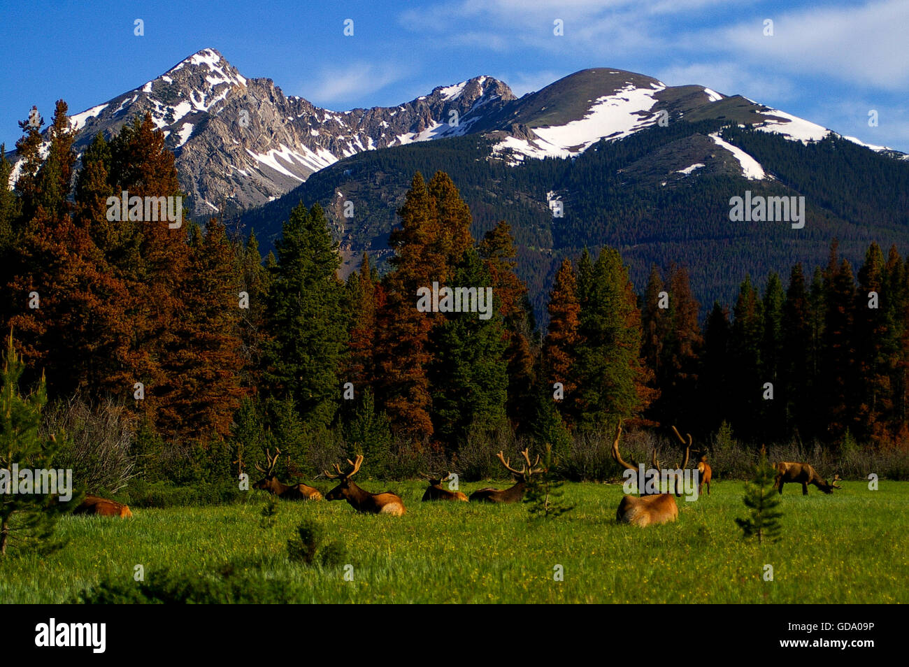 Bachelor group of elk in Rocky Mountain National Park Stock Photo - Alamy