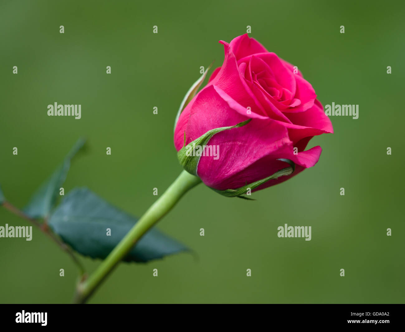 Hybrid t rose hi-res stock photography and images - Alamy