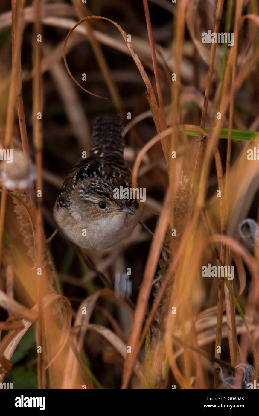 Sedge wren hi-res stock photography and images - Alamy
