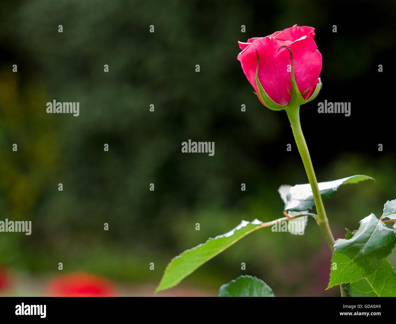 Hybrid t rose hi-res stock photography and images - Alamy