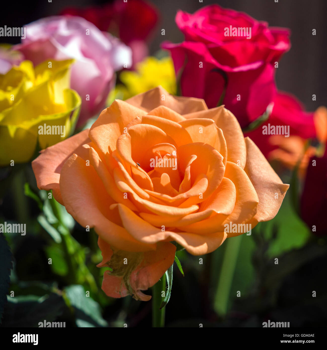 A bunch of colourful Roses out in the garden Stock Photo - Alamy