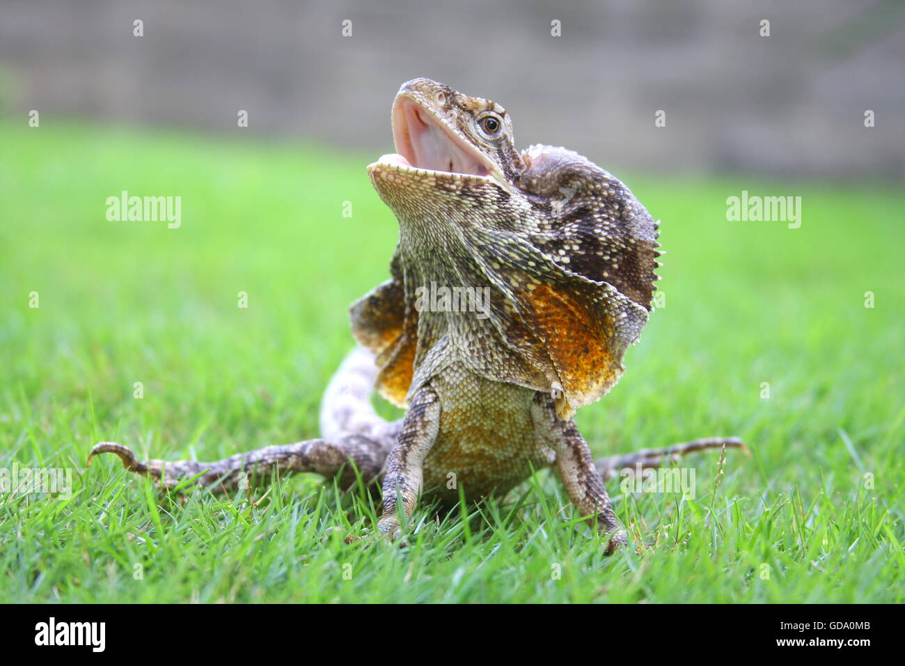 Frilled lizard hi-res stock photography and images - Alamy