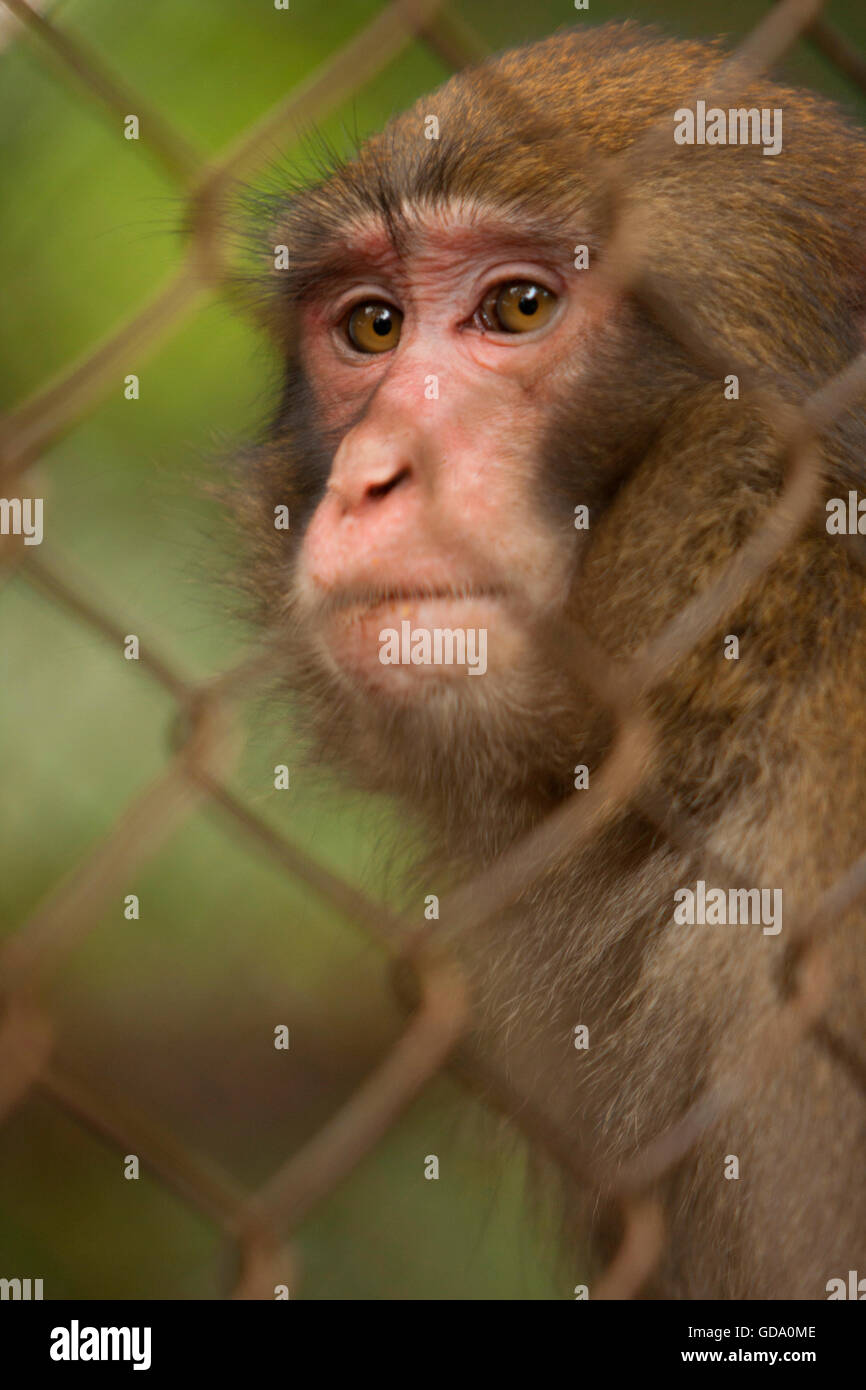 macaque in cage Stock Photo - Alamy