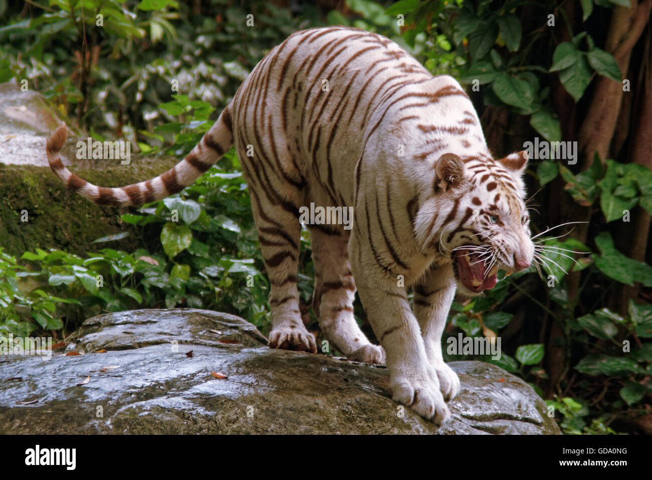 White Tiger Pouncing