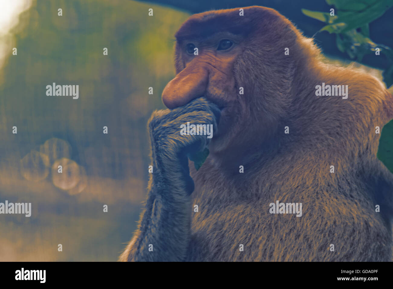 Proboscis monkey deep in thought Stock Photo - Alamy
