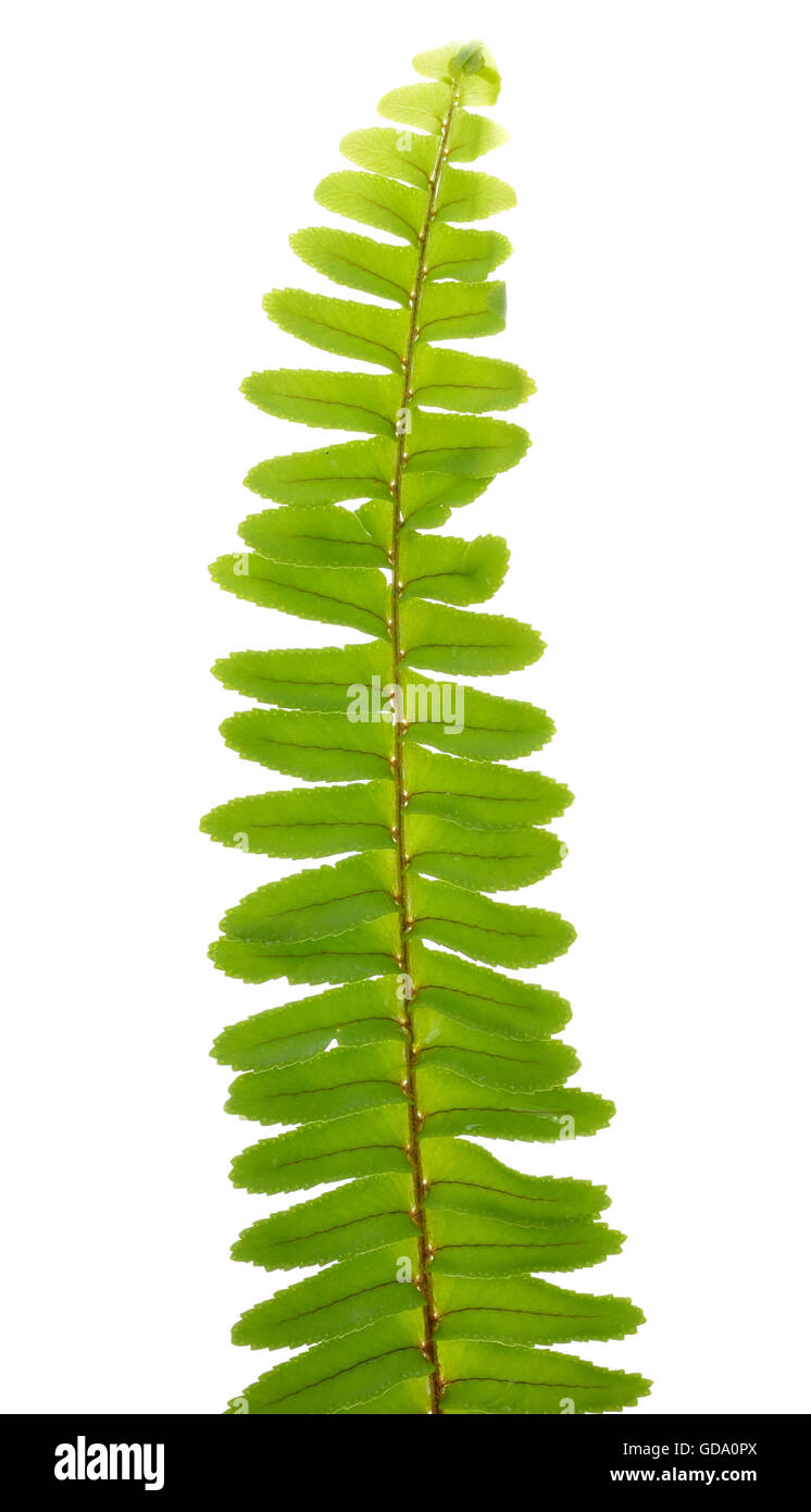 Close up frond leaf fern isolated on white background Stock Photo - Alamy