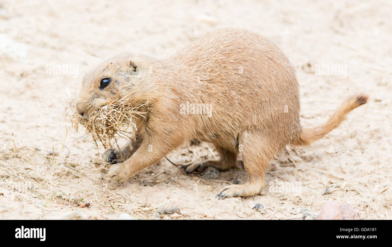 Black tailed prairie dog teeth hi-res stock photography and images - Alamy