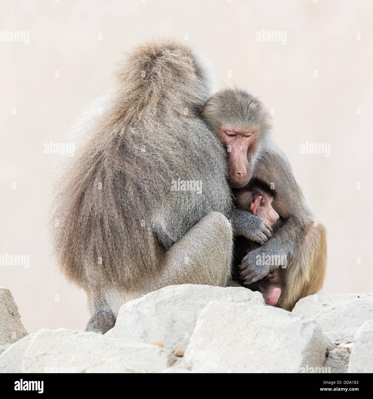 Family of baboons sitting very close together, natural habitat Stock ...