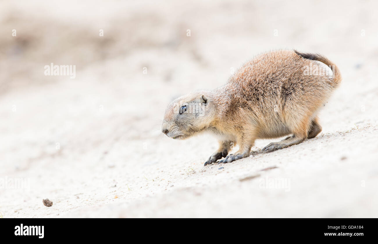 Black tailed prairie dog teeth hi-res stock photography and images - Alamy