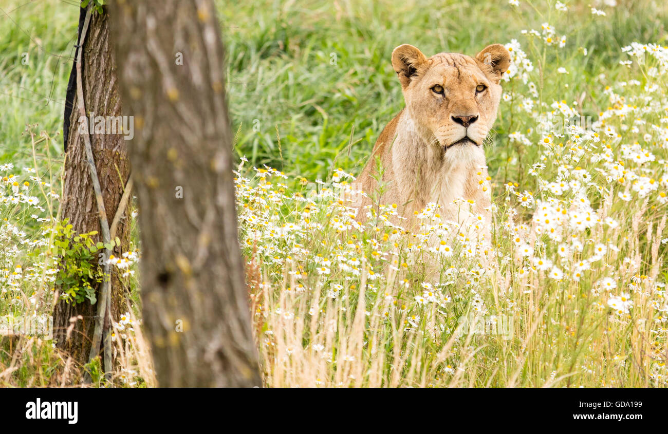 Single female lion resting in the fresh grasss Stock Photo - Alamy