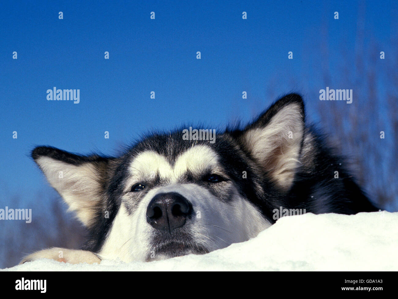 Dog laying down on the snow hi-res stock photography and images - Alamy