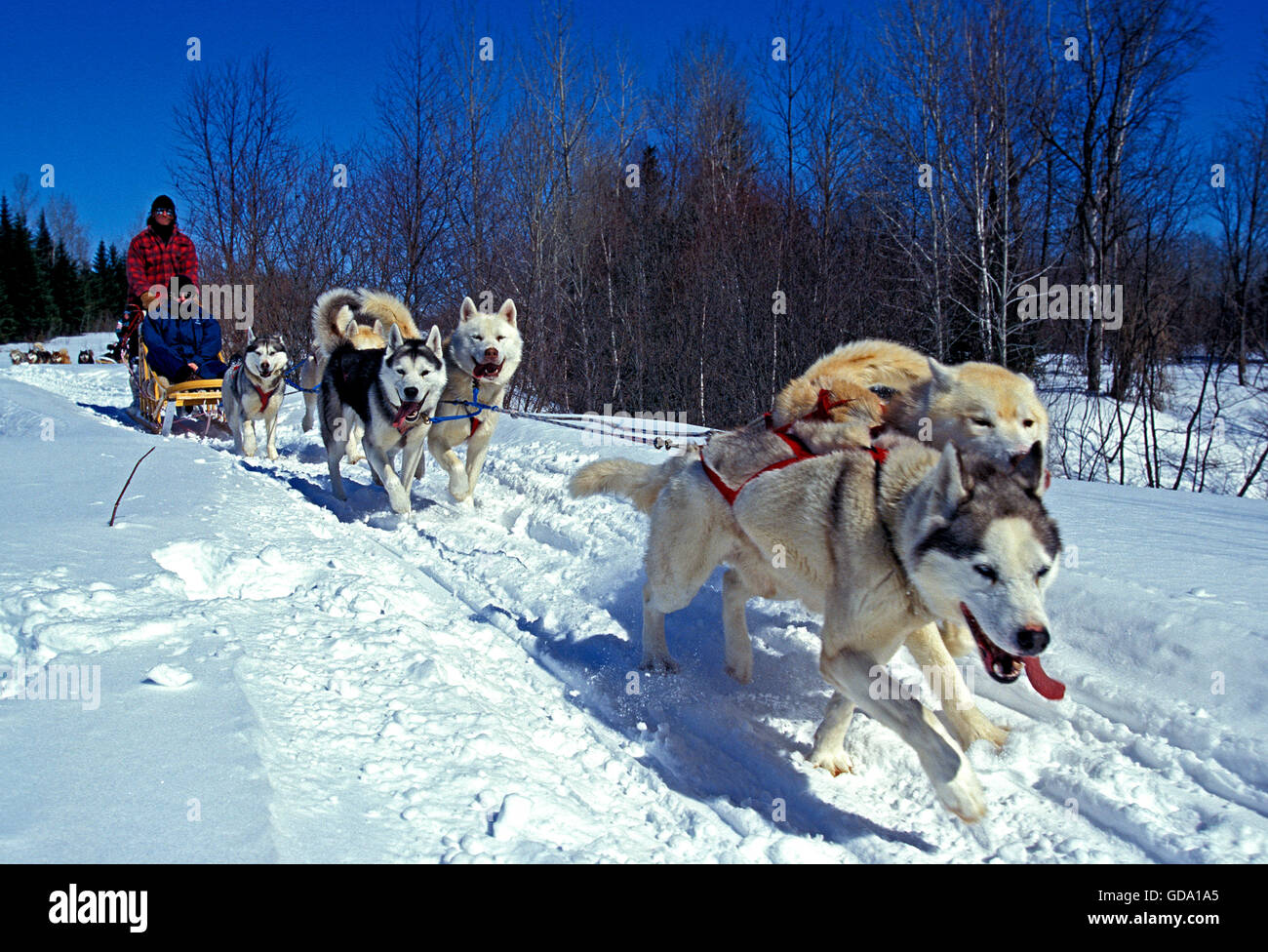 Siberian Husky, Man Mushing his Sled Dog Team, Quebec in Canada Stock ...