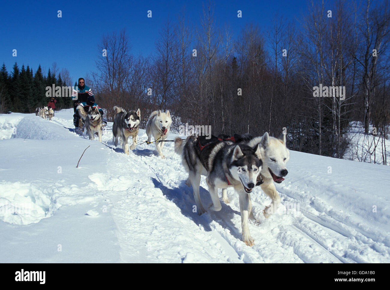 Siberian Husky, Man Mushing his Sled Dog team, Quebec in Canada Stock ...