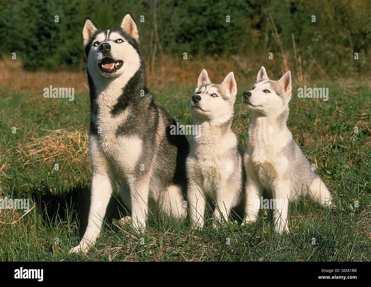 SIBERIAN HUSKY DOG, FEMALE WITH PUP SITTING ON GRASS Stock Photo - Alamy