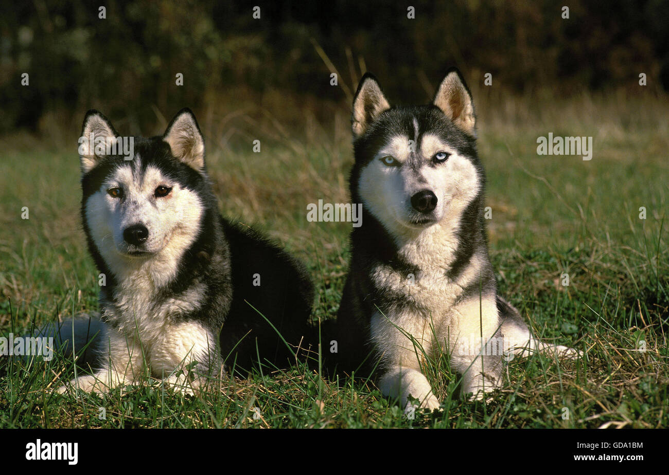 Dog siberian husky two hi-res stock photography and images - Alamy