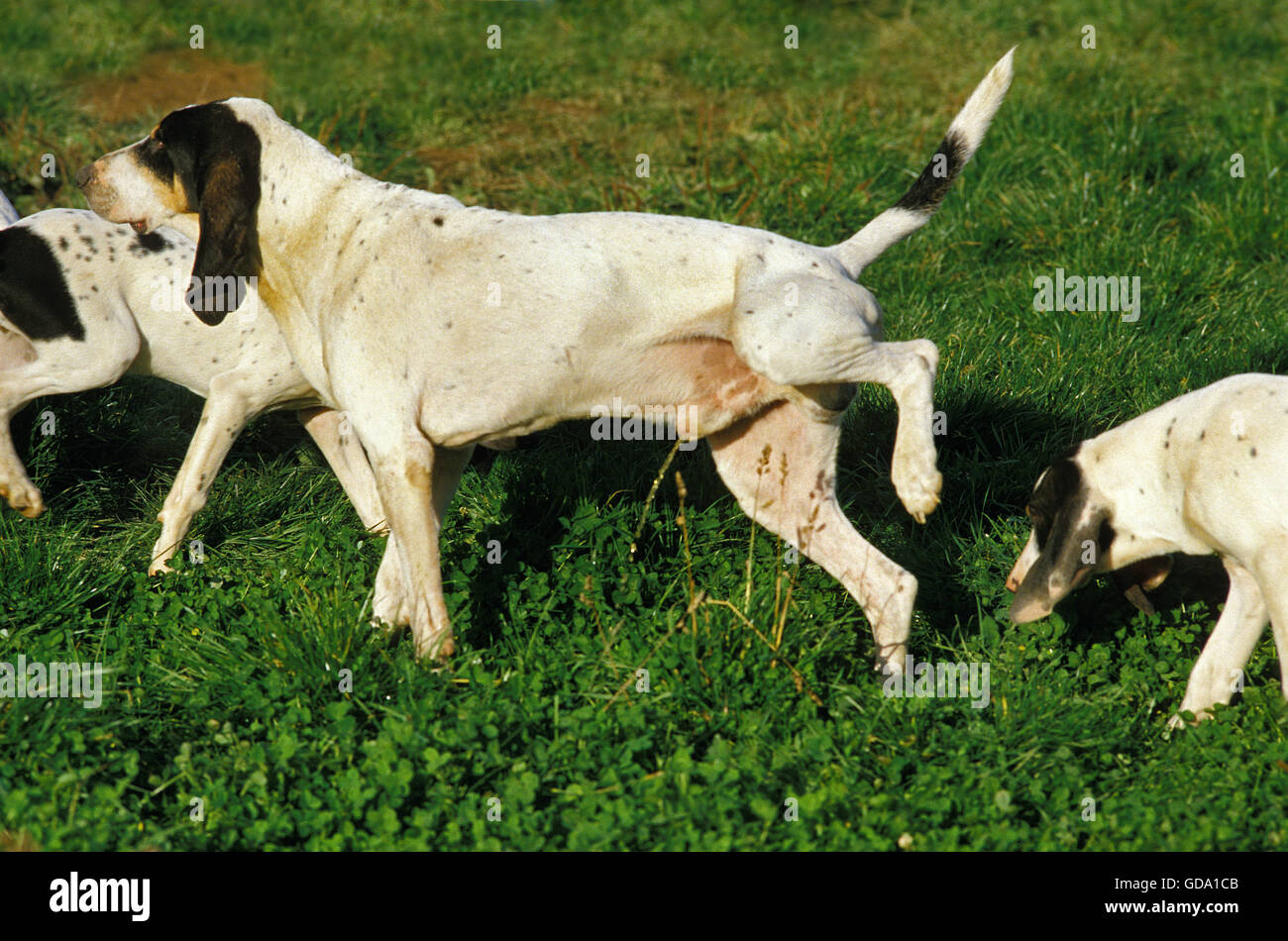 Ariegeois Hound, Male urinating Stock Photo - Alamy