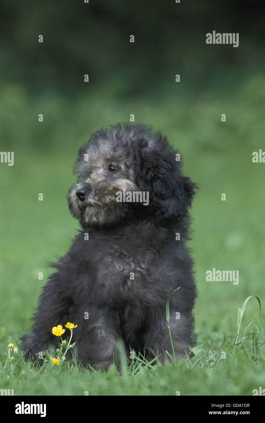 Grey Miniature Poodle Dog, Puppy Stock Photo - Alamy