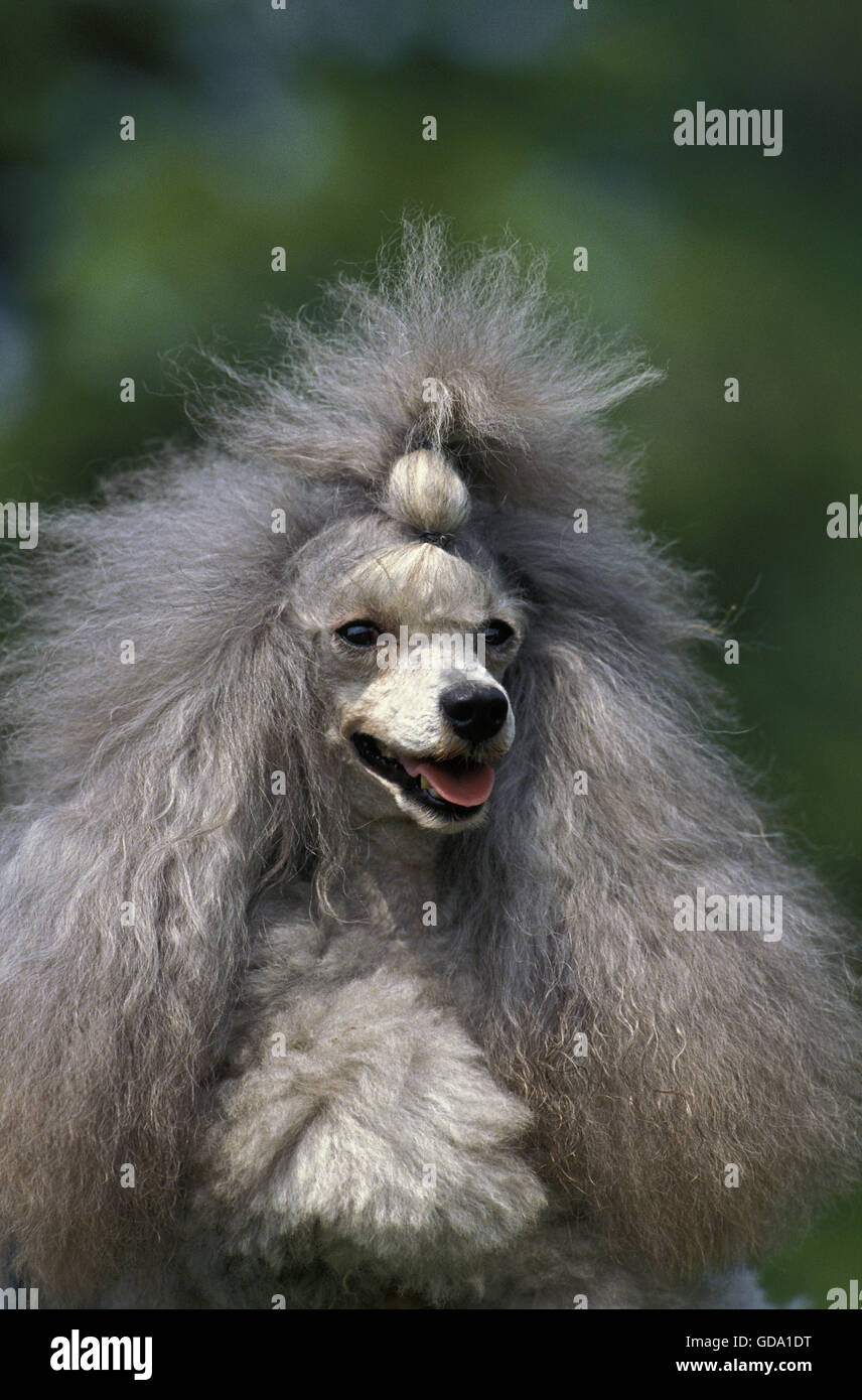 Grey Miniature Poodle, Portrait of Dog Stock Photo - Alamy