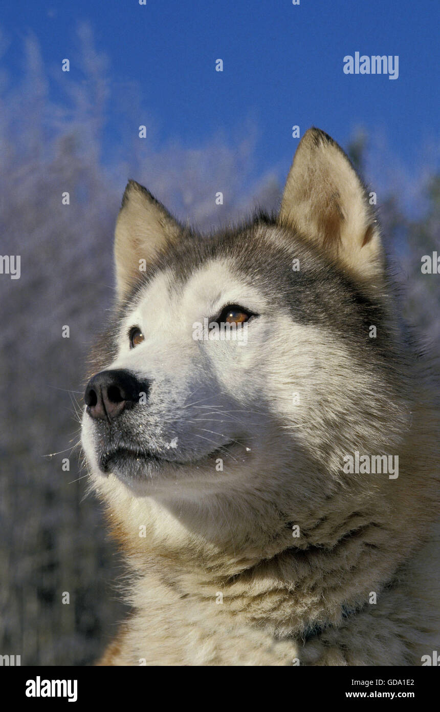 Siberian Husky Dog, Portrait of Adult Stock Photo - Alamy