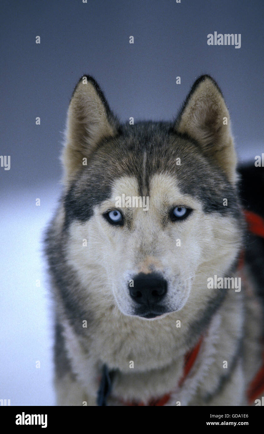 Siberian Husky Dog, Portrait of Adult Stock Photo - Alamy
