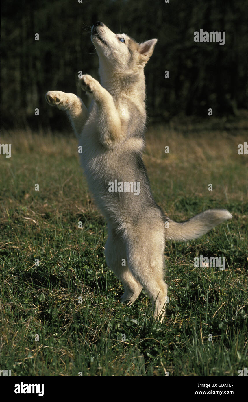 Siberian Husky Dog, Young playing, standing on Hind Legs Stock Photo ...