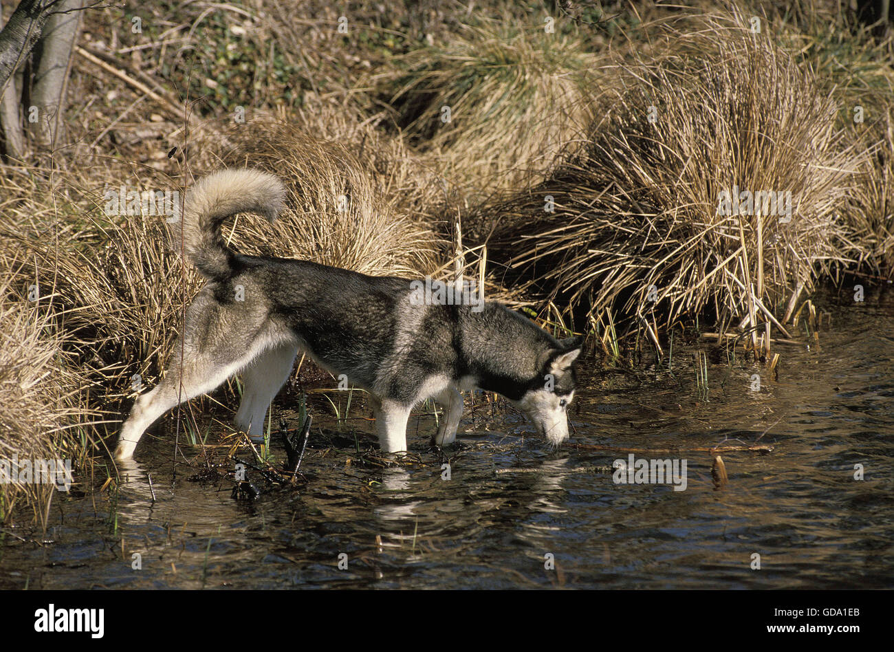 Siberian Husky Dog entering Water Stock Photo - Alamy