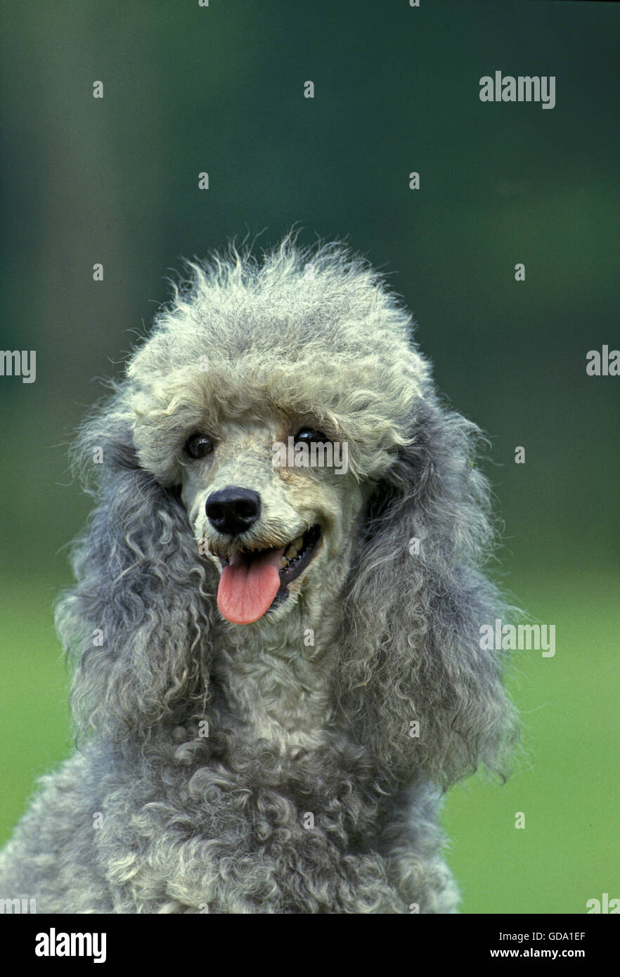 Grey Miniature Poodle Dog, Portrait with Tongue out Stock Photo - Alamy