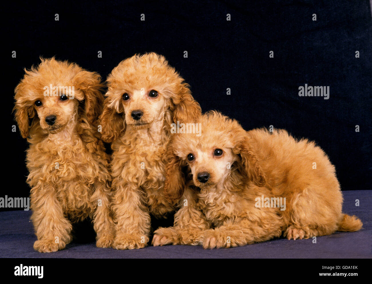 Apricot miniature poodle hi-res stock photography and images - Alamy