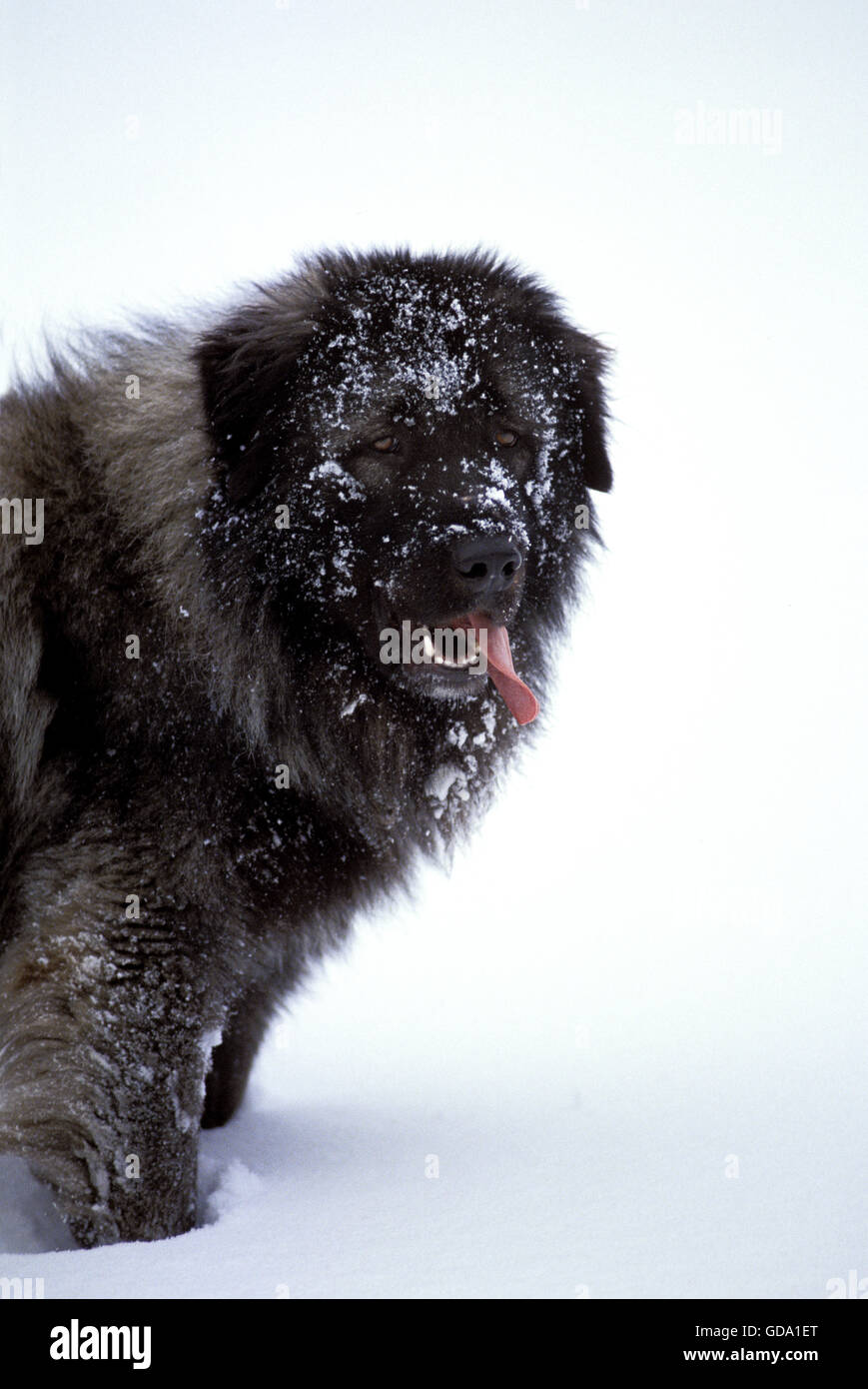 Yugoslavian Shepherd Dog or Sarplaninac, standing on Snow Stock Photo ...