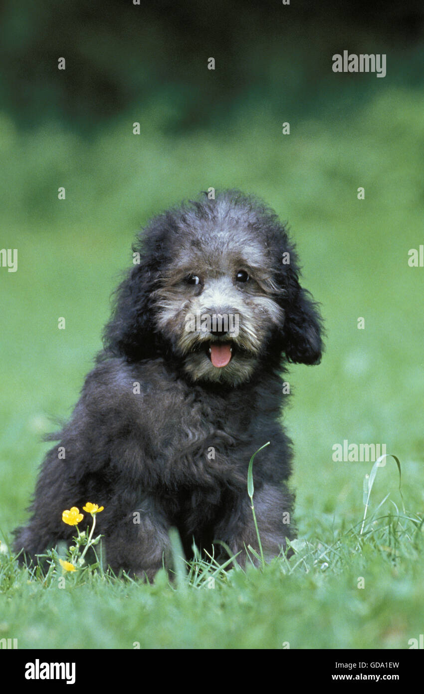 Grey Miniature Poodle, Pup sitting on Grass Stock Photo - Alamy