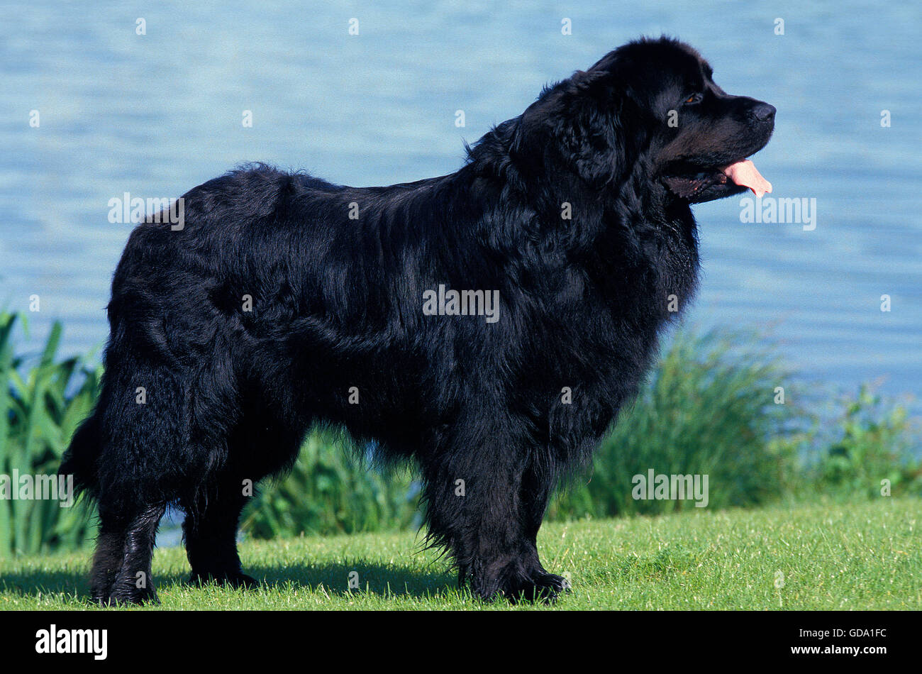 Newfoundland dog hi-res stock photography and images - Alamy