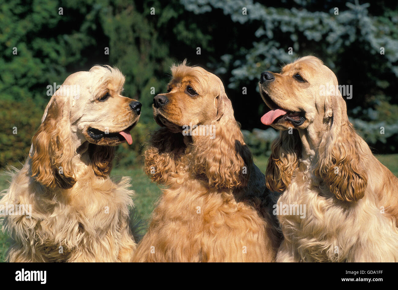 American Cocker Spaniel, Adults Stock Photo - Alamy