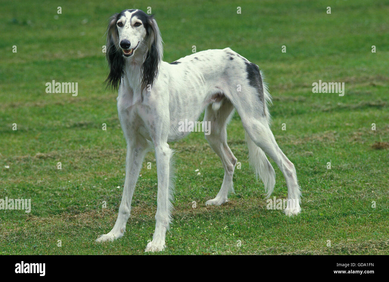 Saluki dog hi-res stock photography and images - Alamy