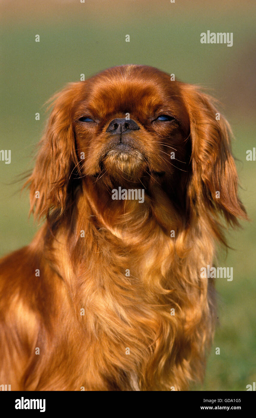 KING CHARLES SPANIEL DOG, PORTRAIT OF ADULT, ruby Stock Photo - Alamy