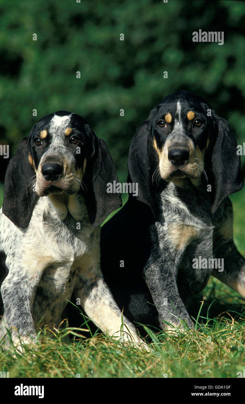 LITTLE BLUE GASCONY HOUND, ADULTS SITTING ON GRASS Stock Photo - Alamy
