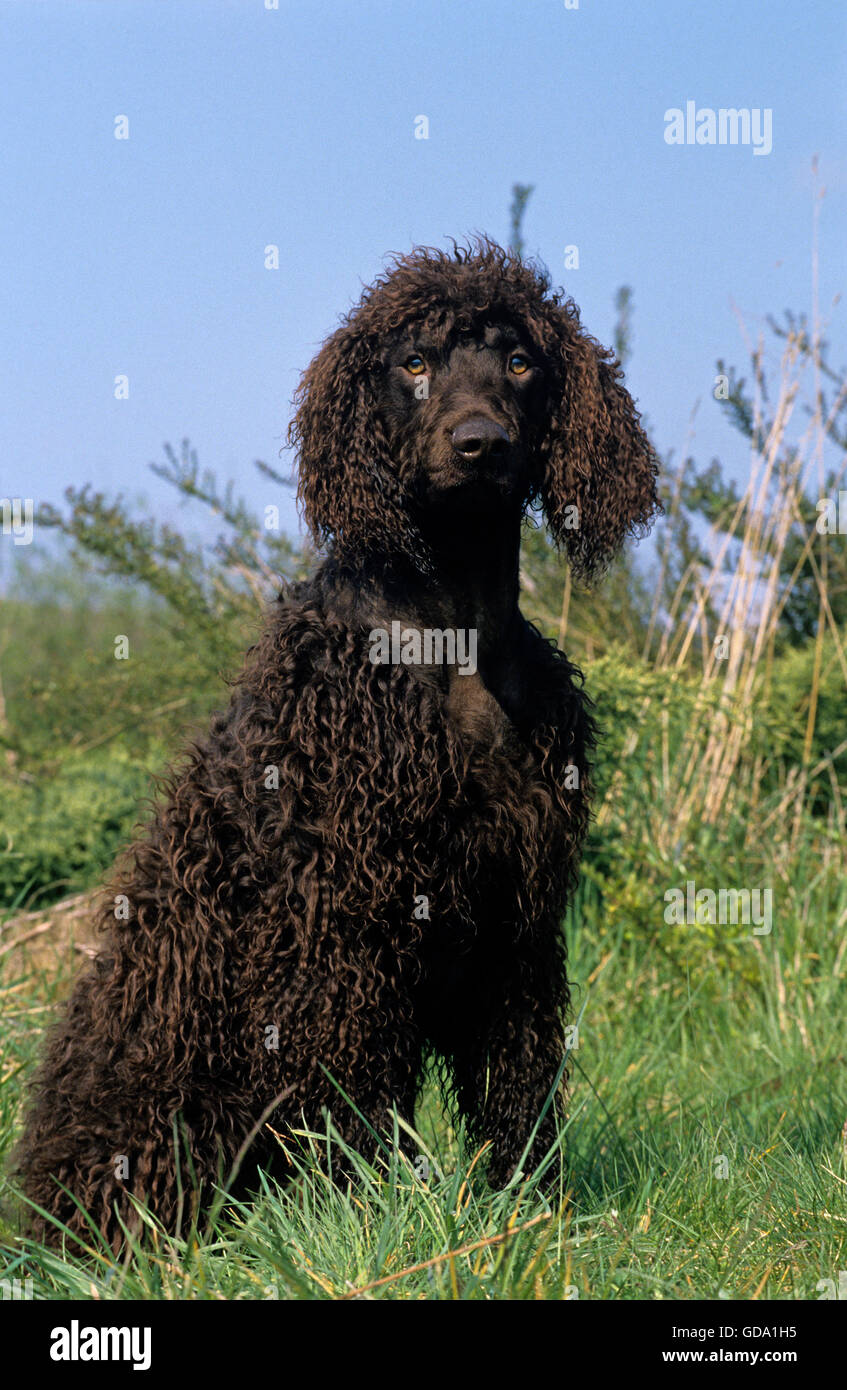 Irish Water Spaniel, Dog sitting on Grass Stock Photo - Alamy