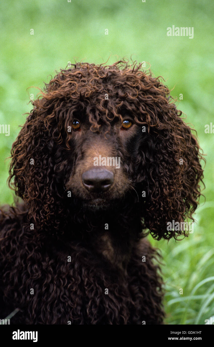 Water spaniel hi-res stock photography and images - Alamy