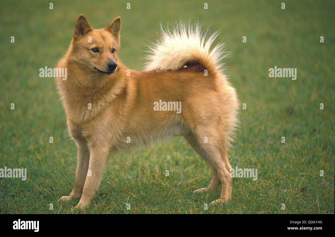 FINNISH SPITZ, ADULT STANDING ON GRASS Stock Photo - Alamy