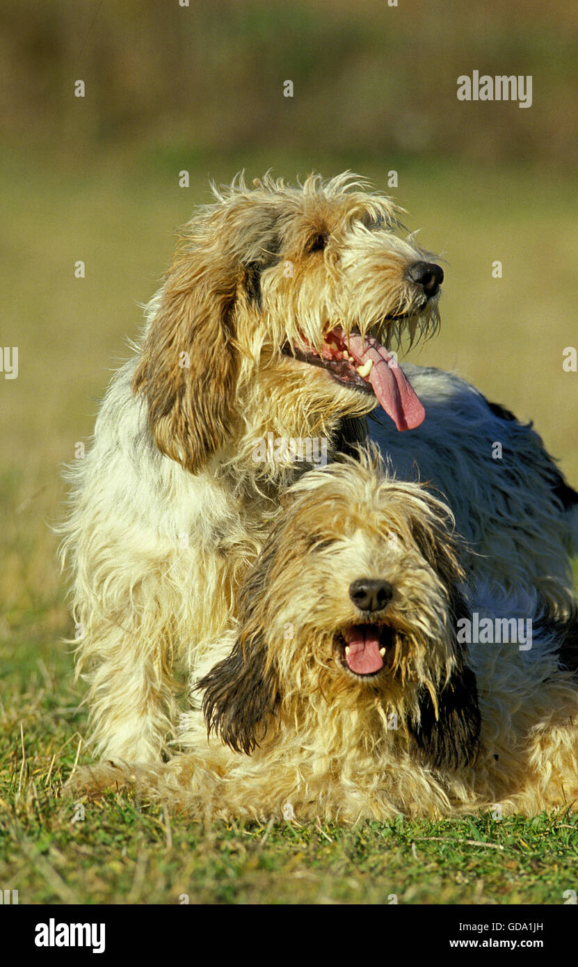 Great Griffon Vendeen Dog Stock Photo - Alamy