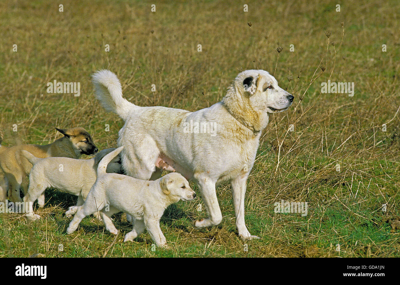 ANATOLIAN SHEPHERD DOG, FEMALE WITH PUPS WALKING ON GRASS Stock Photo ...
