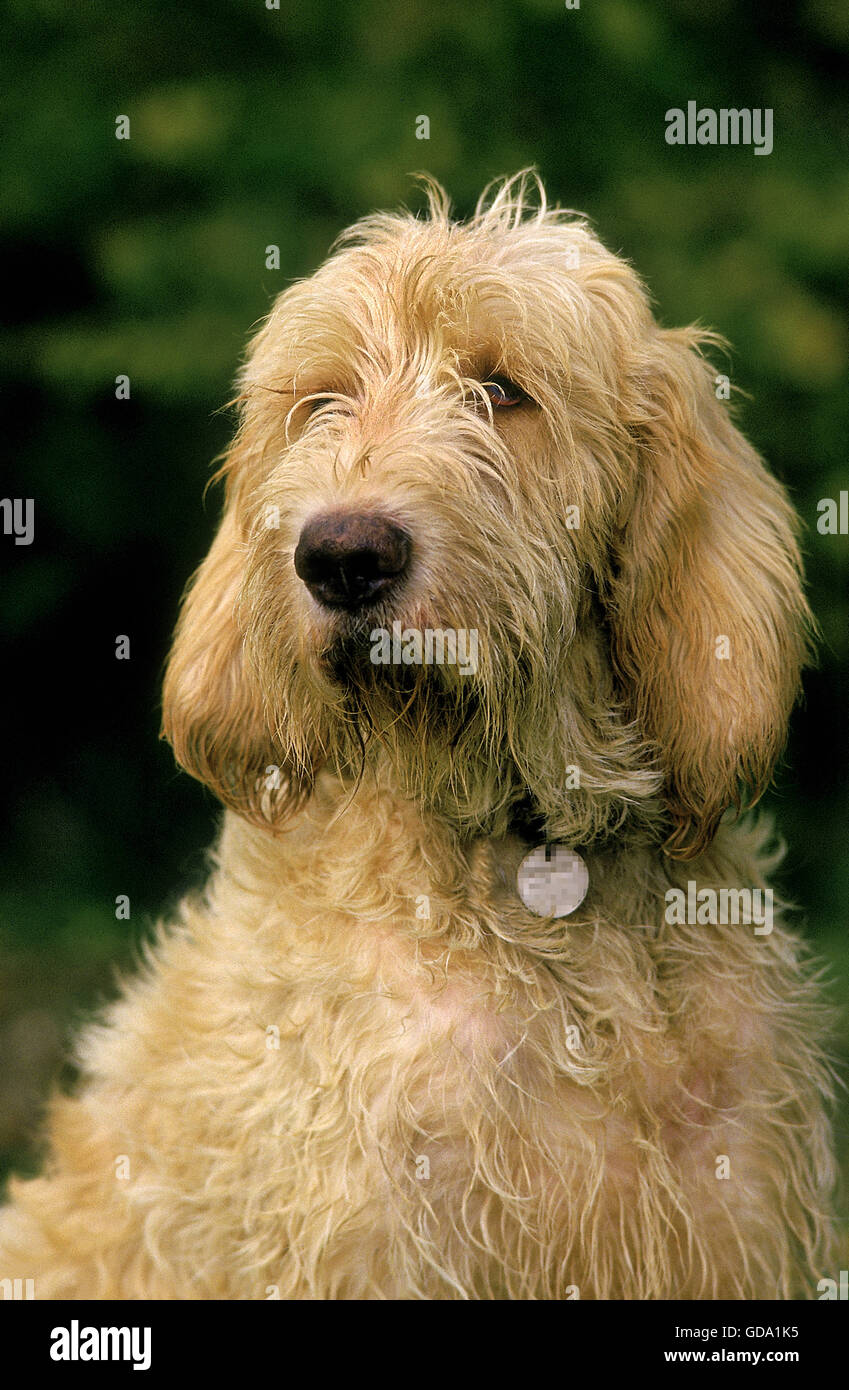 Griffon vendeen hi-res stock photography and images - Alamy