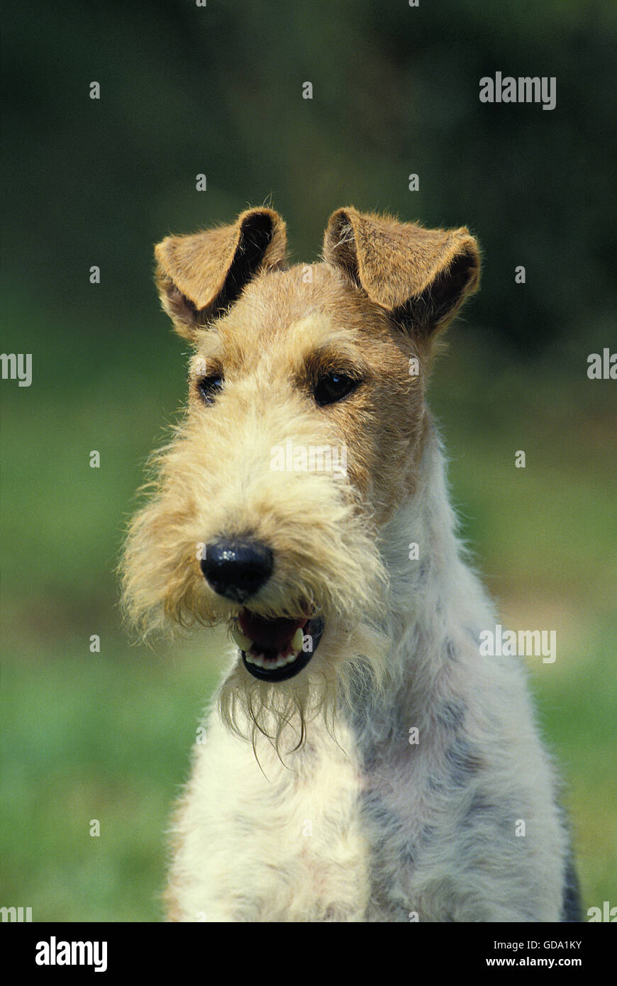 Wire fox terrier hi-res stock photography and images - Alamy