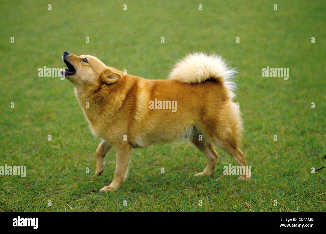 Finnish Spitz standing on Lawn, Yapping Stock Photo - Alamy