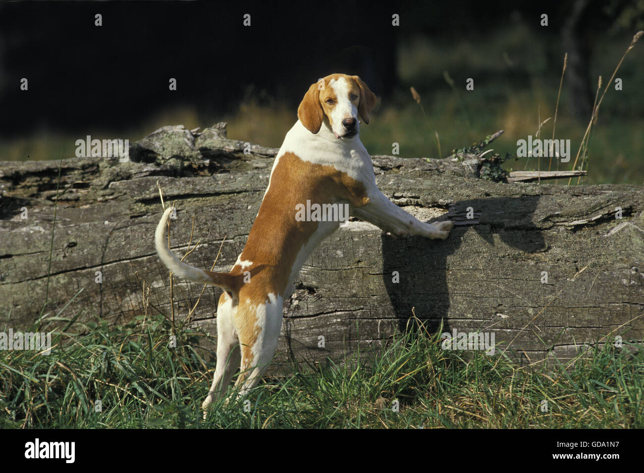 White and Orange Great Anglo French Hound Stock Photo - Alamy