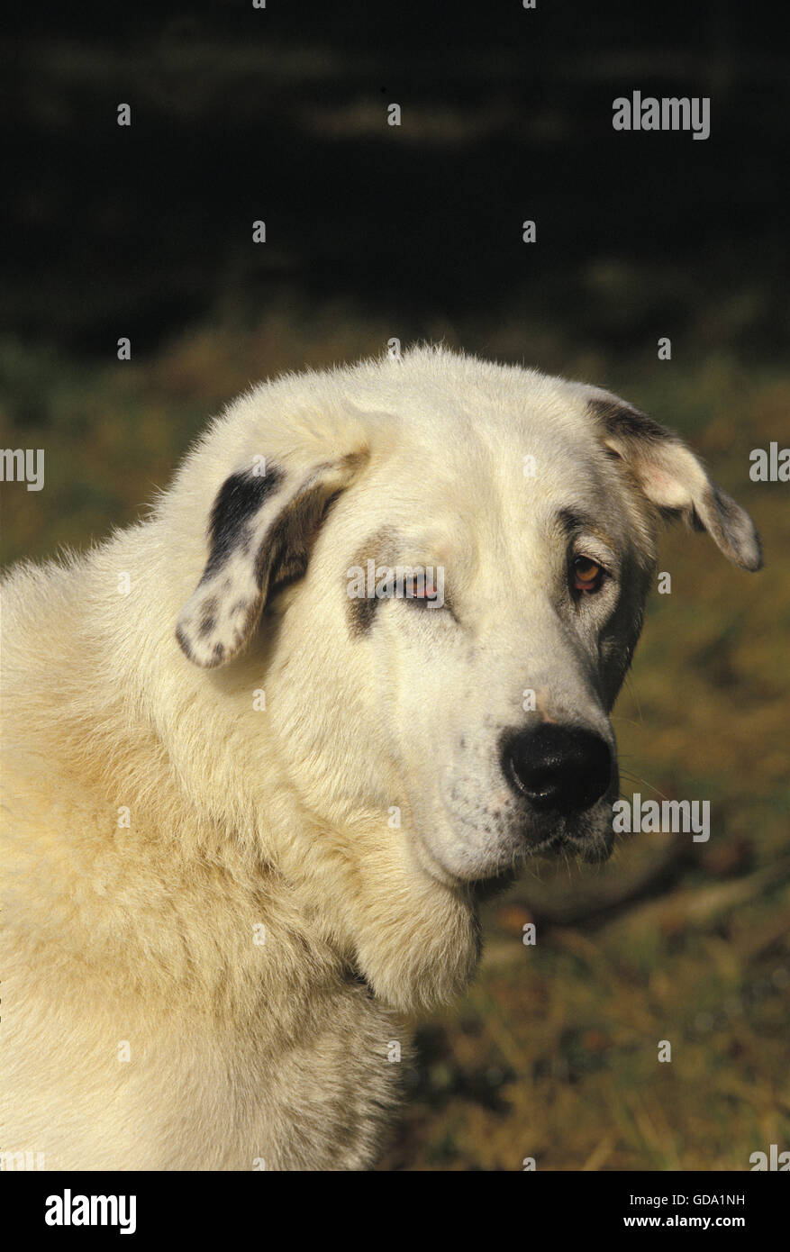 Anatolian Shepherd Dog, Portrait of Adult Stock Photo - Alamy