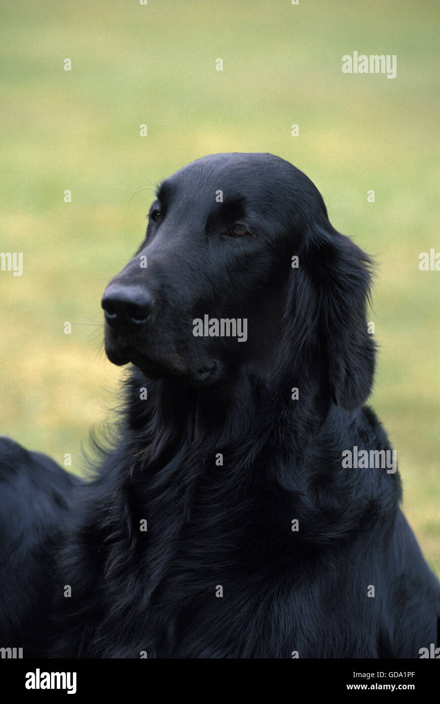 Portrait of Flat Coated Retriever Dog Stock Photo - Alamy