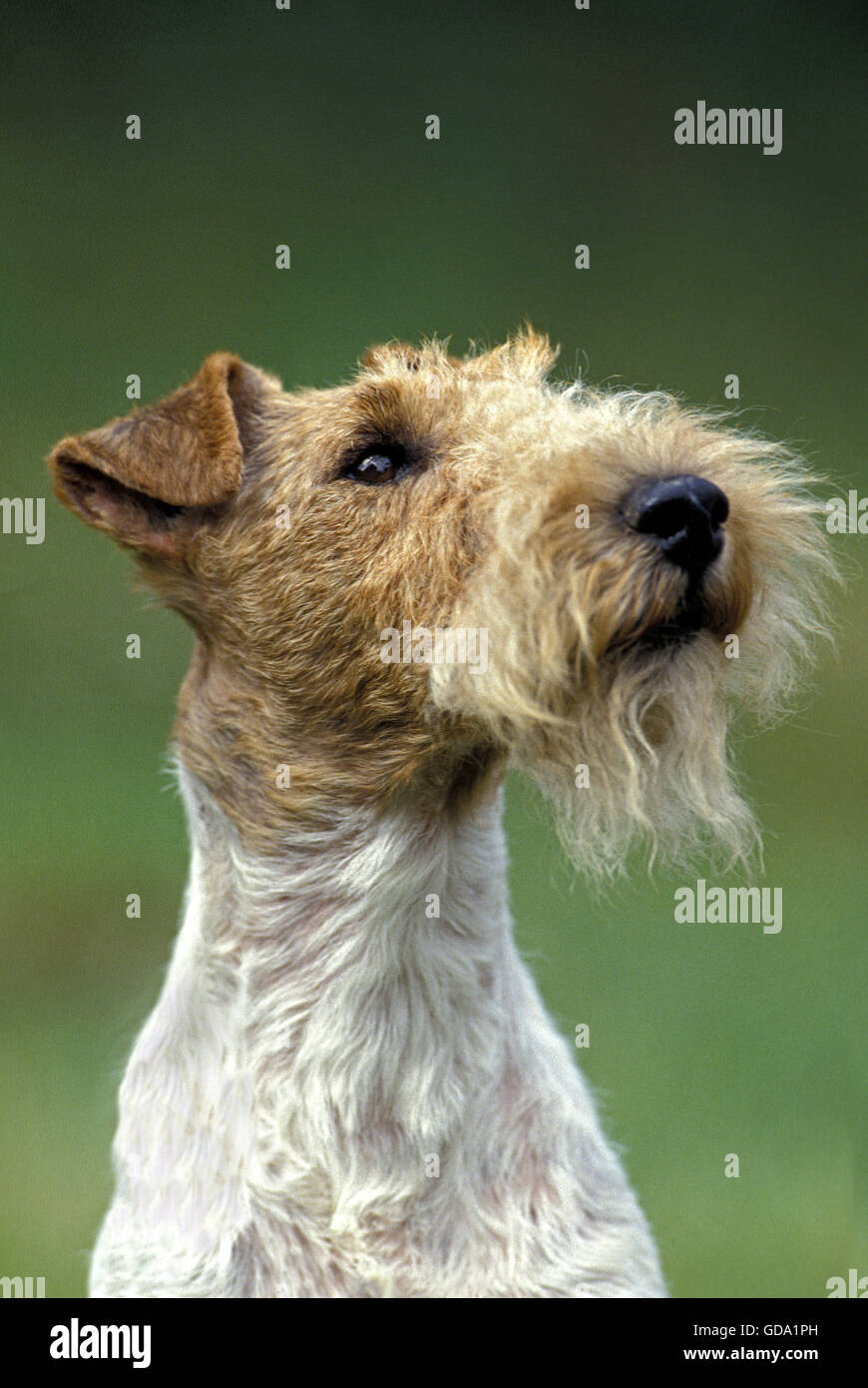 Portrait of Wire-Haired Fox Terrier Stock Photo - Alamy