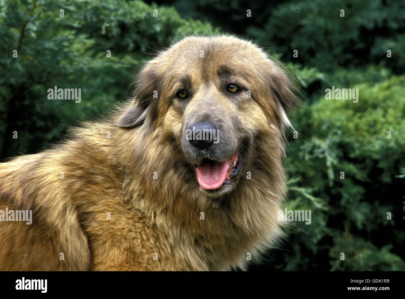 Estrela mountain dog hi-res stock photography and images - Alamy