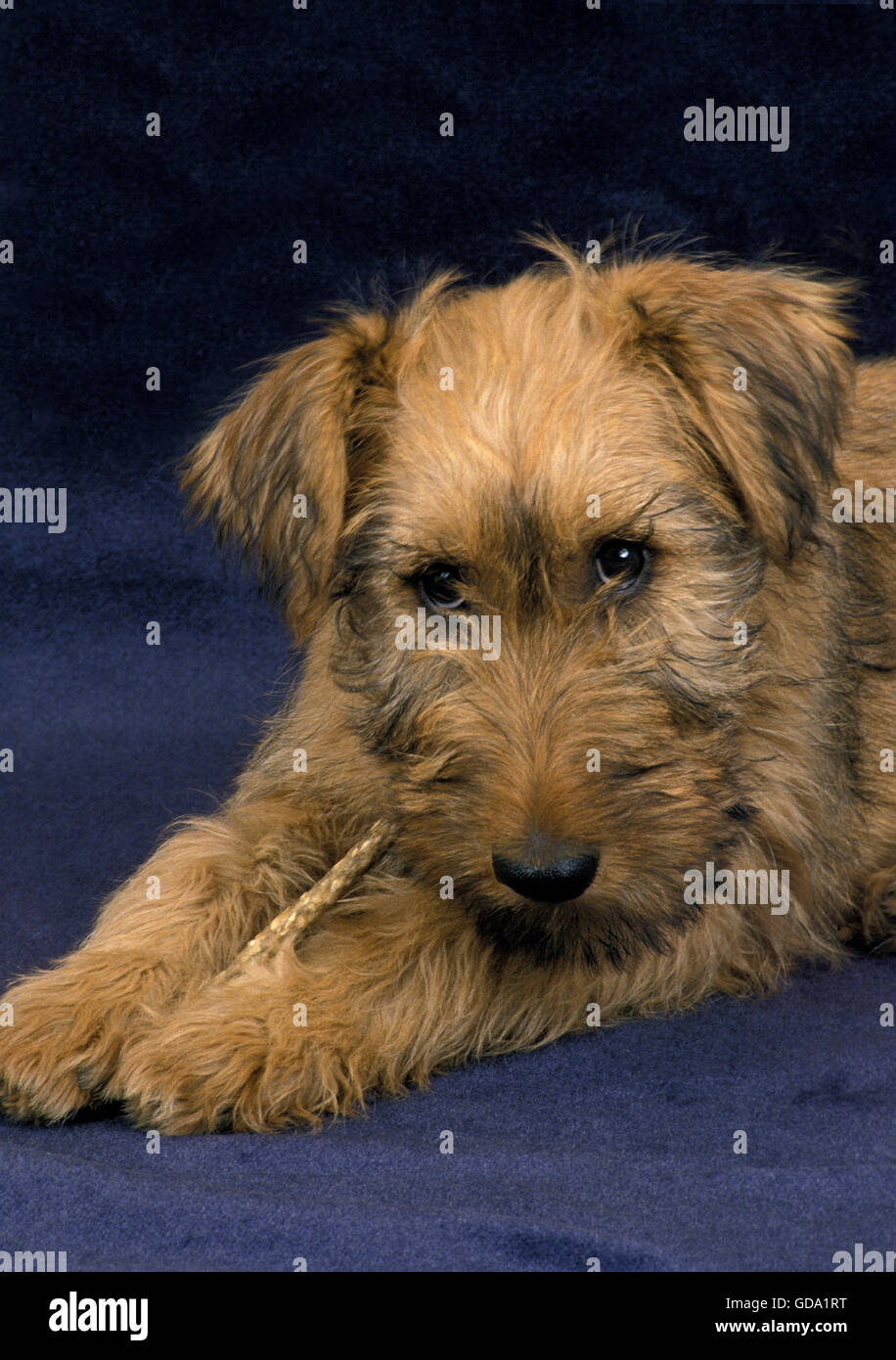 Irish terrier puppy hi-res stock photography and images - Alamy